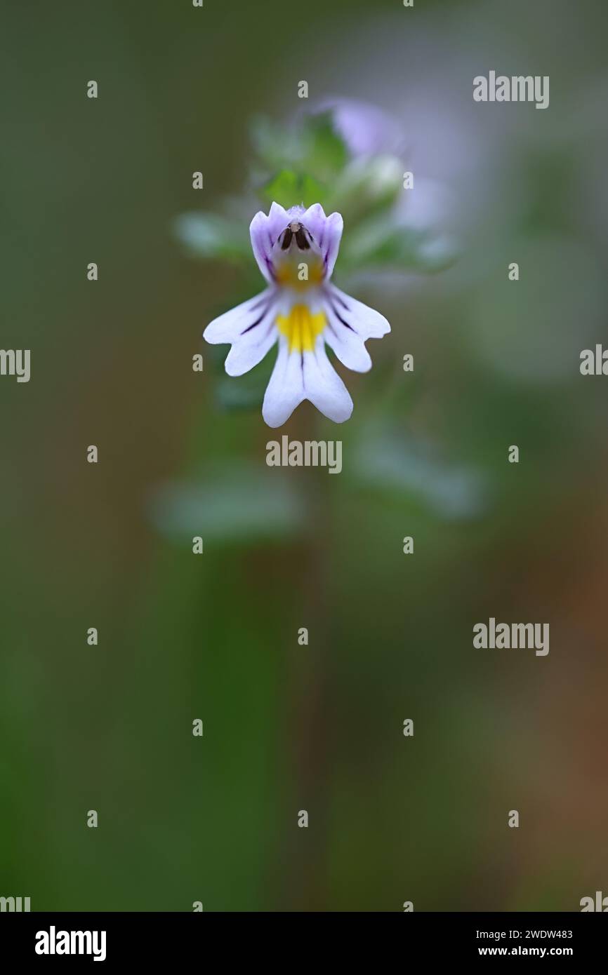 Drug eyebright, Euphrasia stricta, also known as European eyebright ...