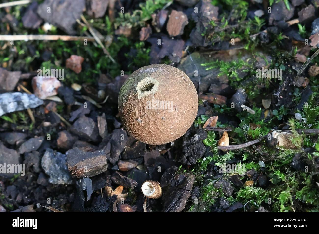 Lycoperdon pyriforme, known as the pear-shaped puffball or stump ...