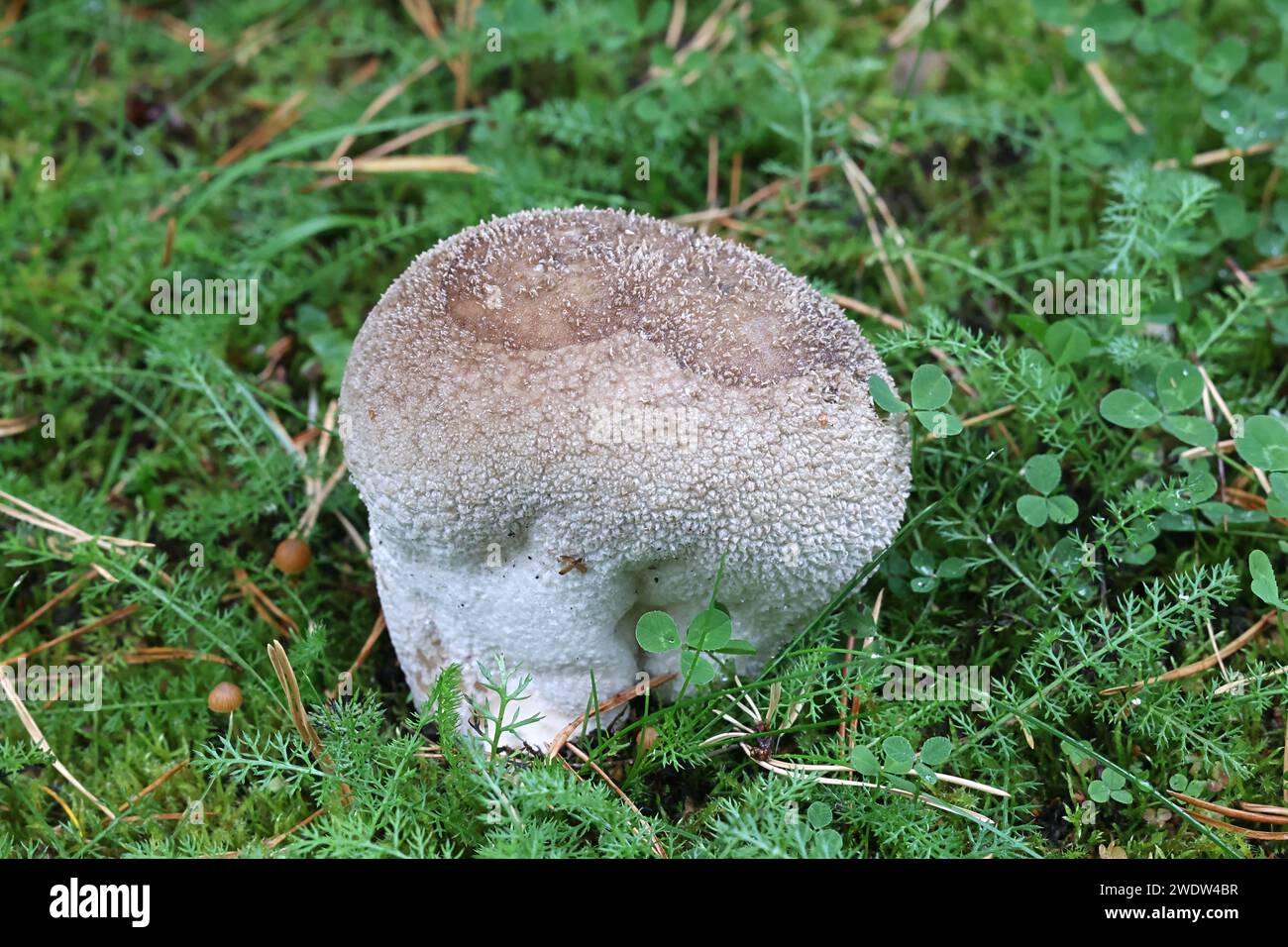 Lycoperdon utriforme, also called Handkea utriformis, commonly known as ...