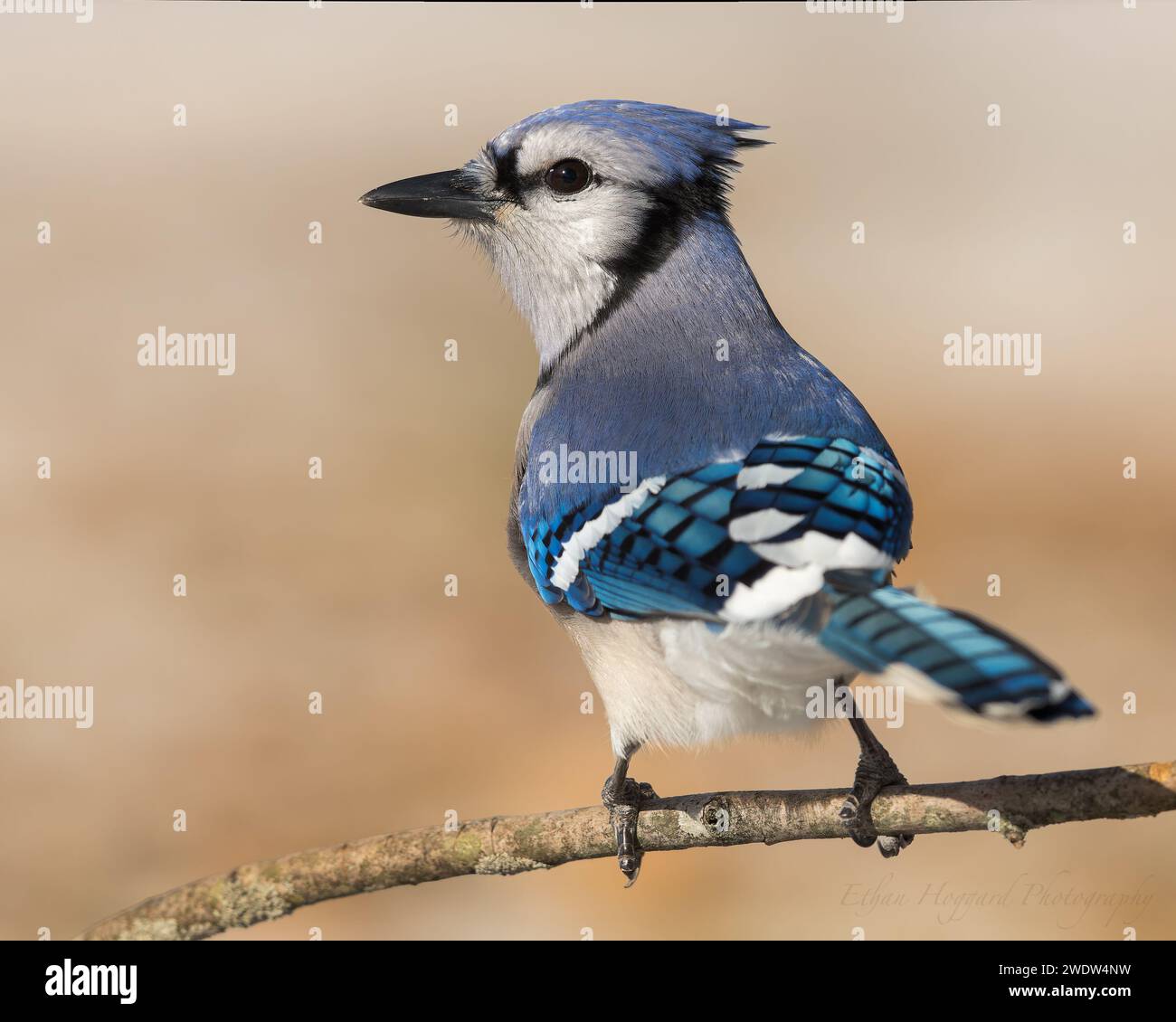 Open mouth bird hi-res stock photography and images - Alamy