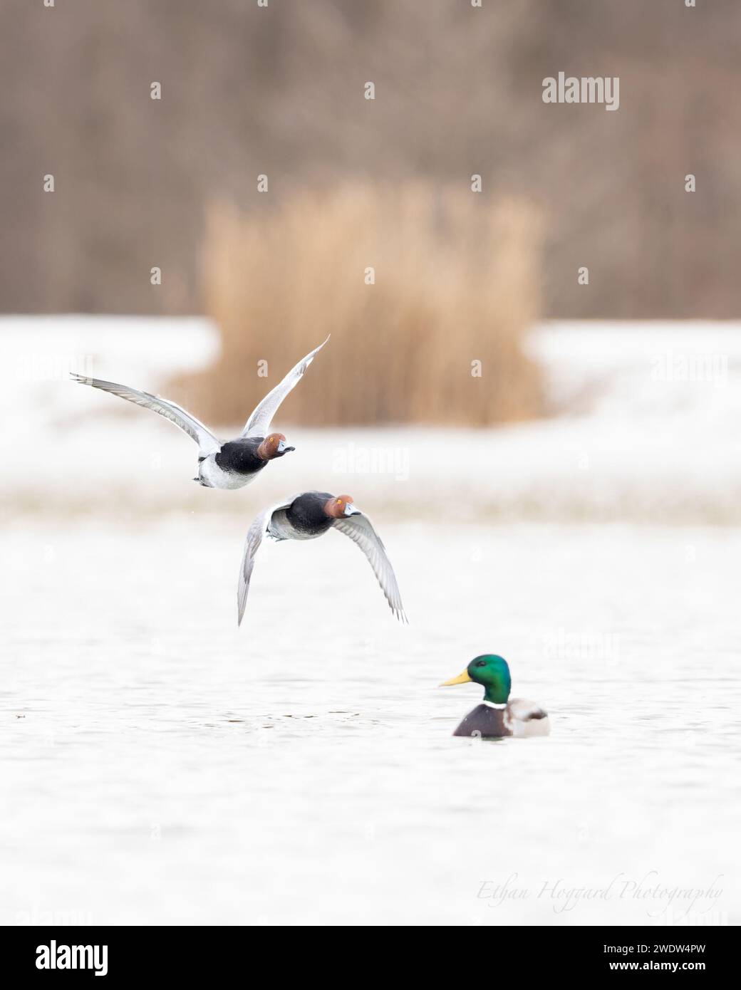 Flock of birds soaring over the serene lake, preparing to alight Stock ...