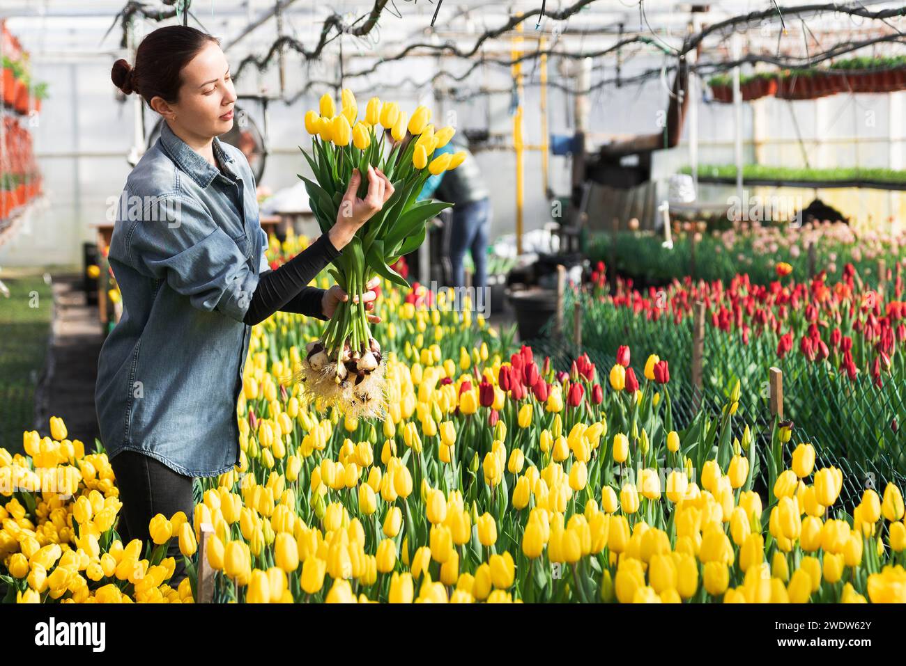 Greenhouse worker is picking tulips in a greenhouse for a bouquet Stock Photo - Alamy