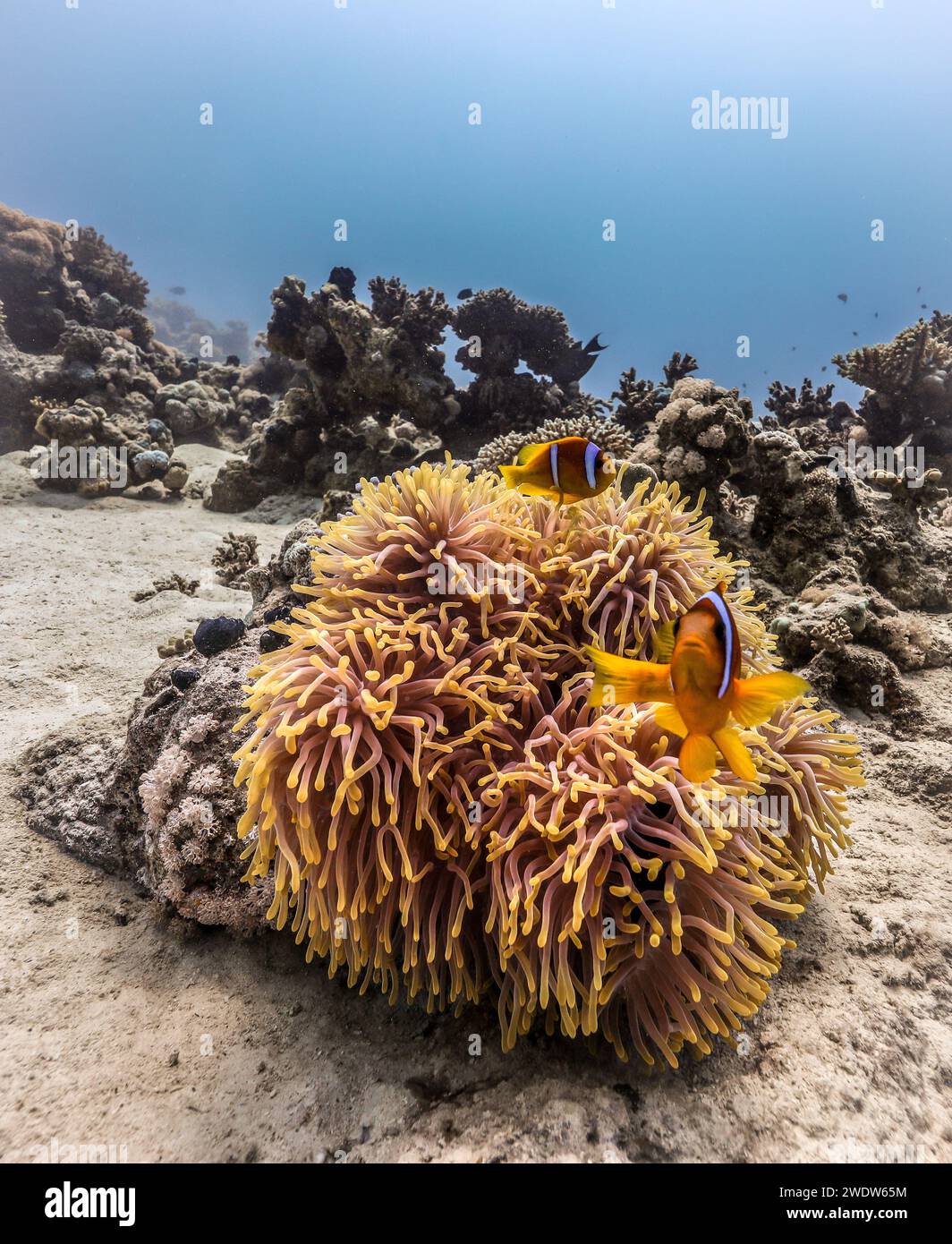 Underwater photography of coral and marine life Stock Photo - Alamy