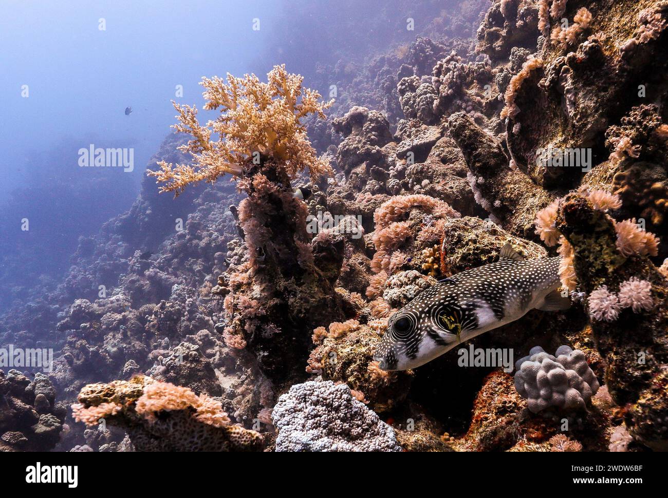 Underwater photography of coral and marine life Stock Photo - Alamy