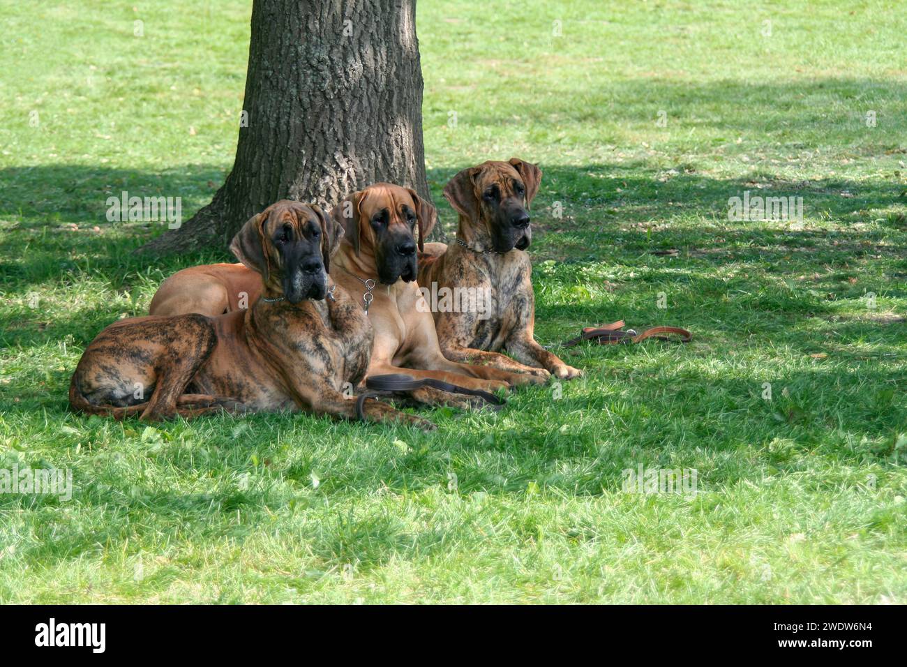 Three Great Danes Stock Photo - Alamy