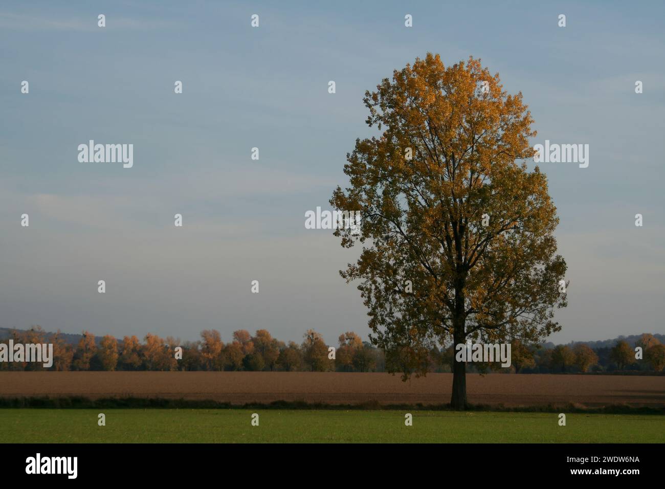 Poplar in fall hi-res stock photography and images - Alamy