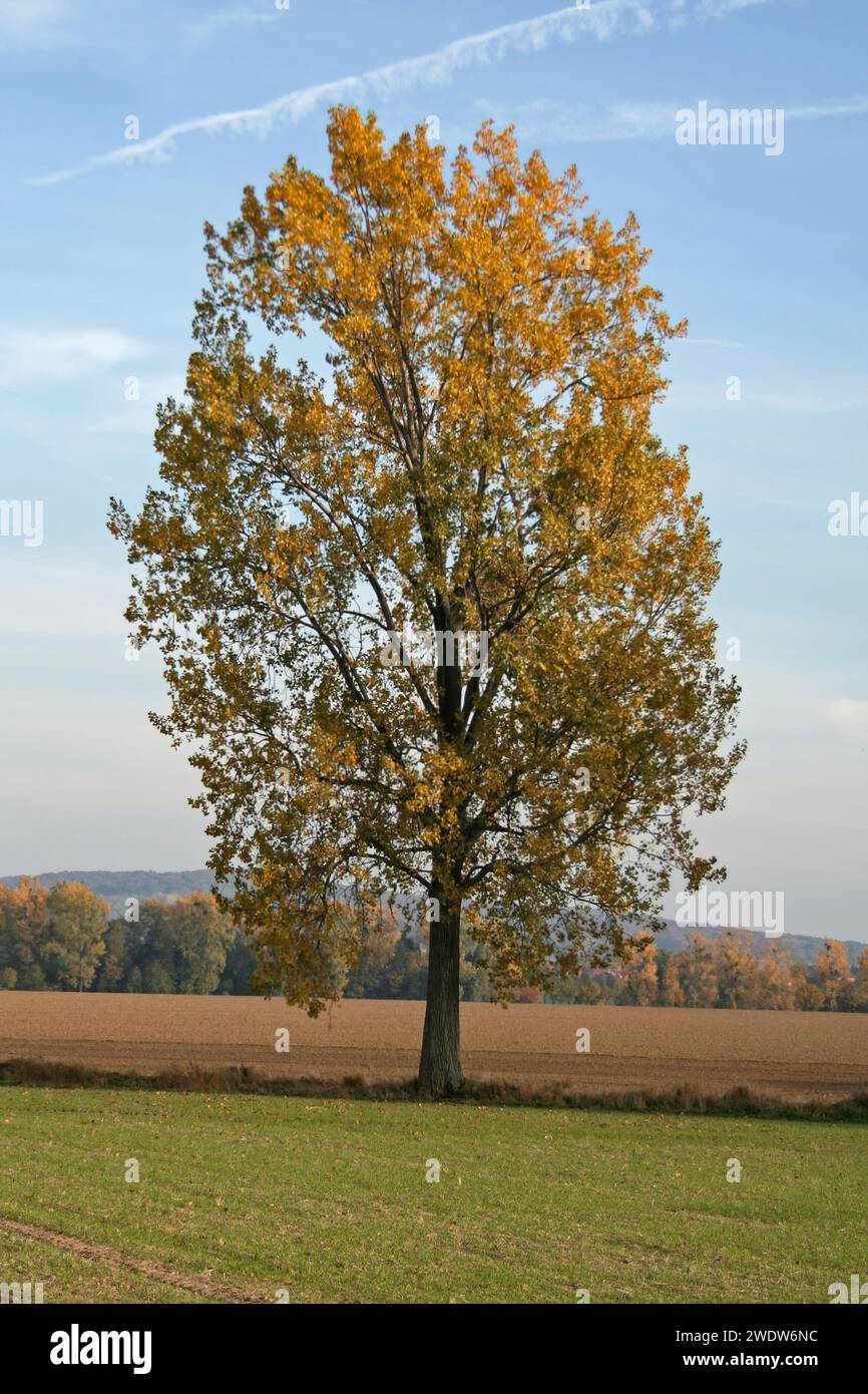 Poplar in Fall Stock Photo - Alamy