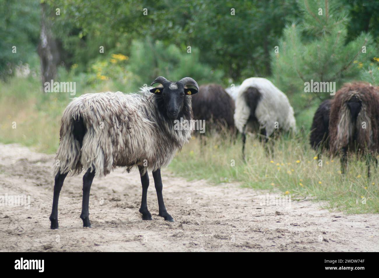 German Moorland Sheep Stock Photo - Alamy