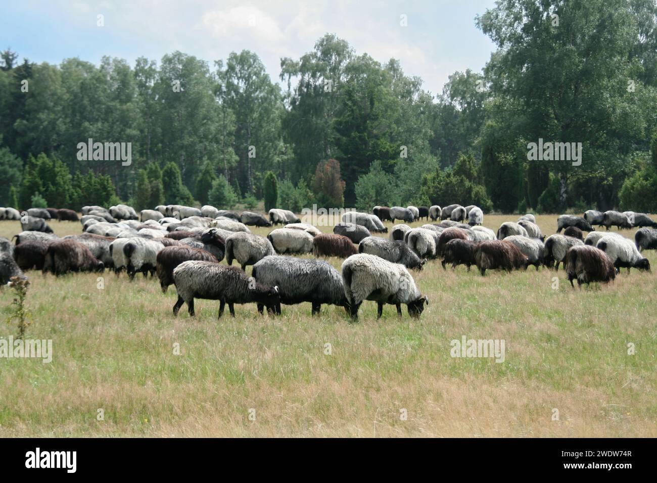 German Moorland Sheep Stock Photo - Alamy
