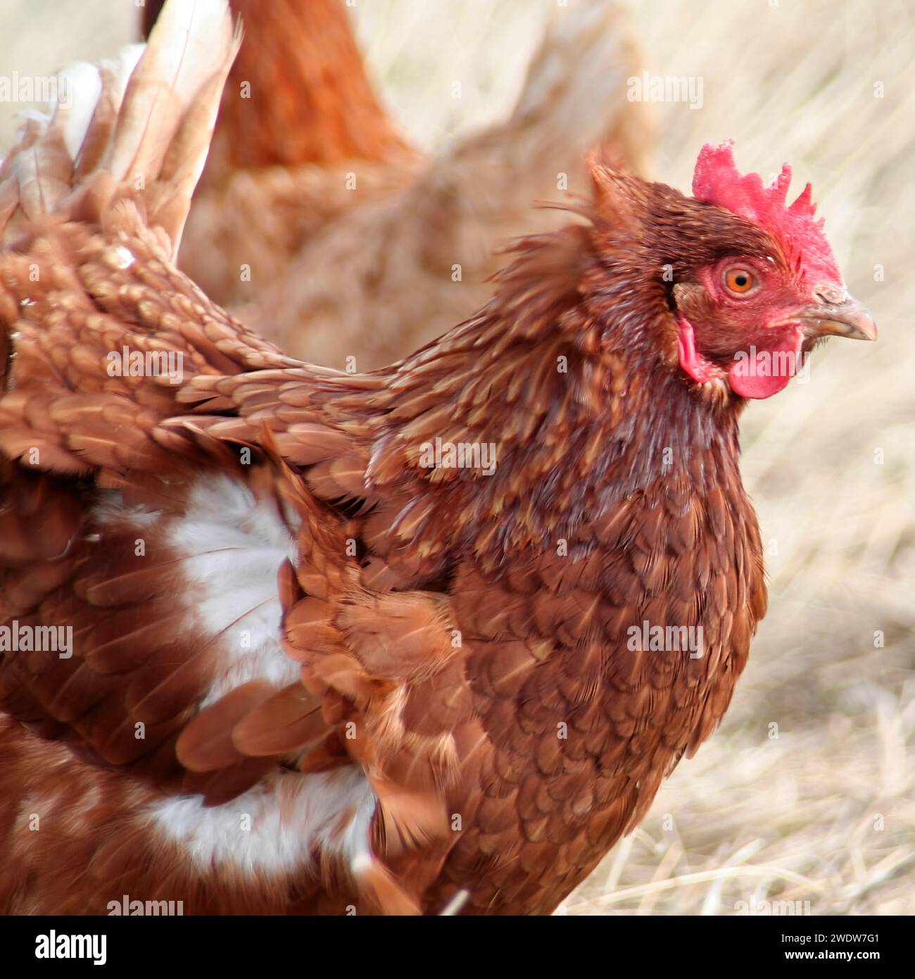 Hühner geflügel hühner gallus hi-res stock photography and images - Alamy