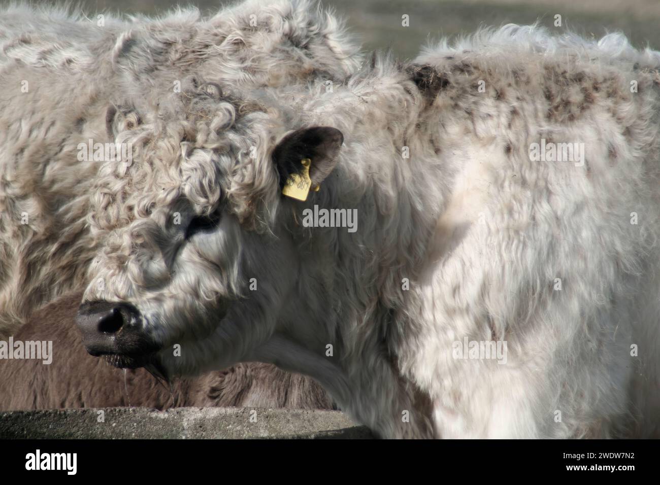 Animals mammals ungulates calves hi-res stock photography and images ...