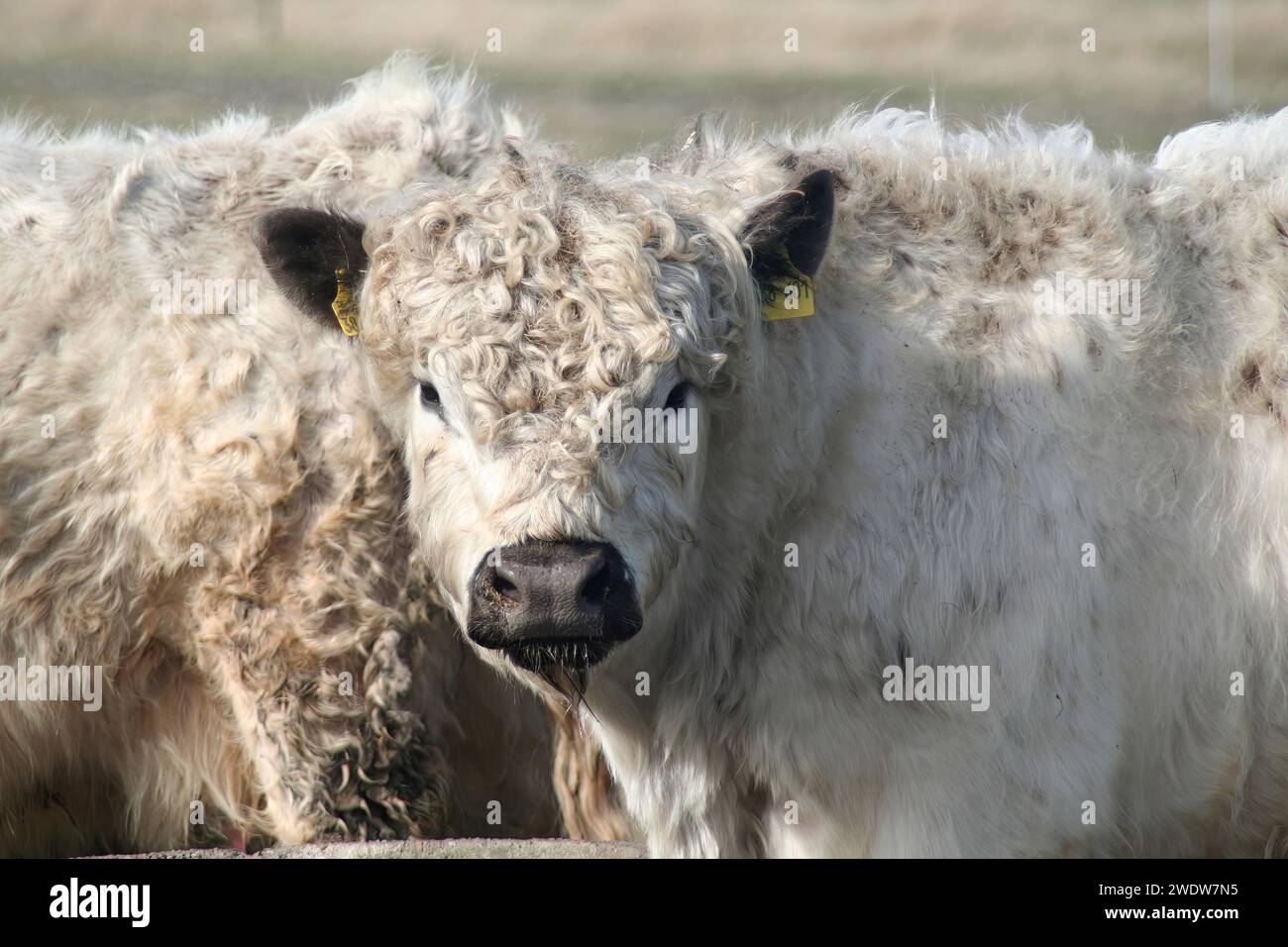 Animals mammals ungulates calves hi-res stock photography and images ...