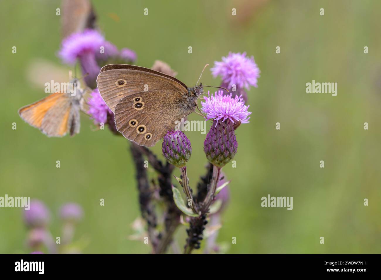 The ringlet butterfly - Aphantopus hyperantus resting on Cirsium ...