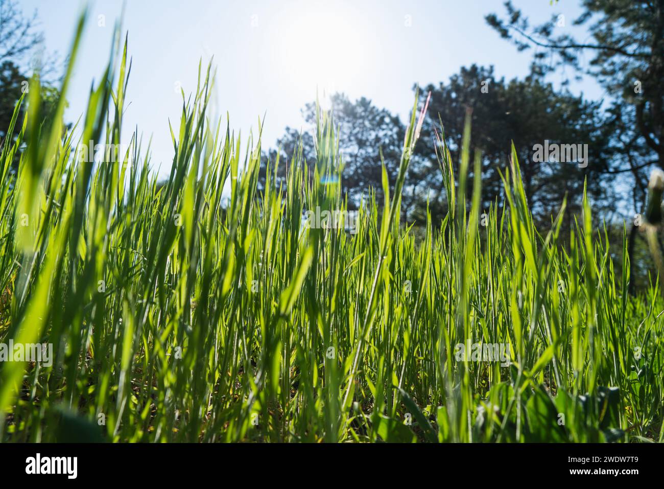 Summer grass meadow close hi-res stock photography and images - Alamy