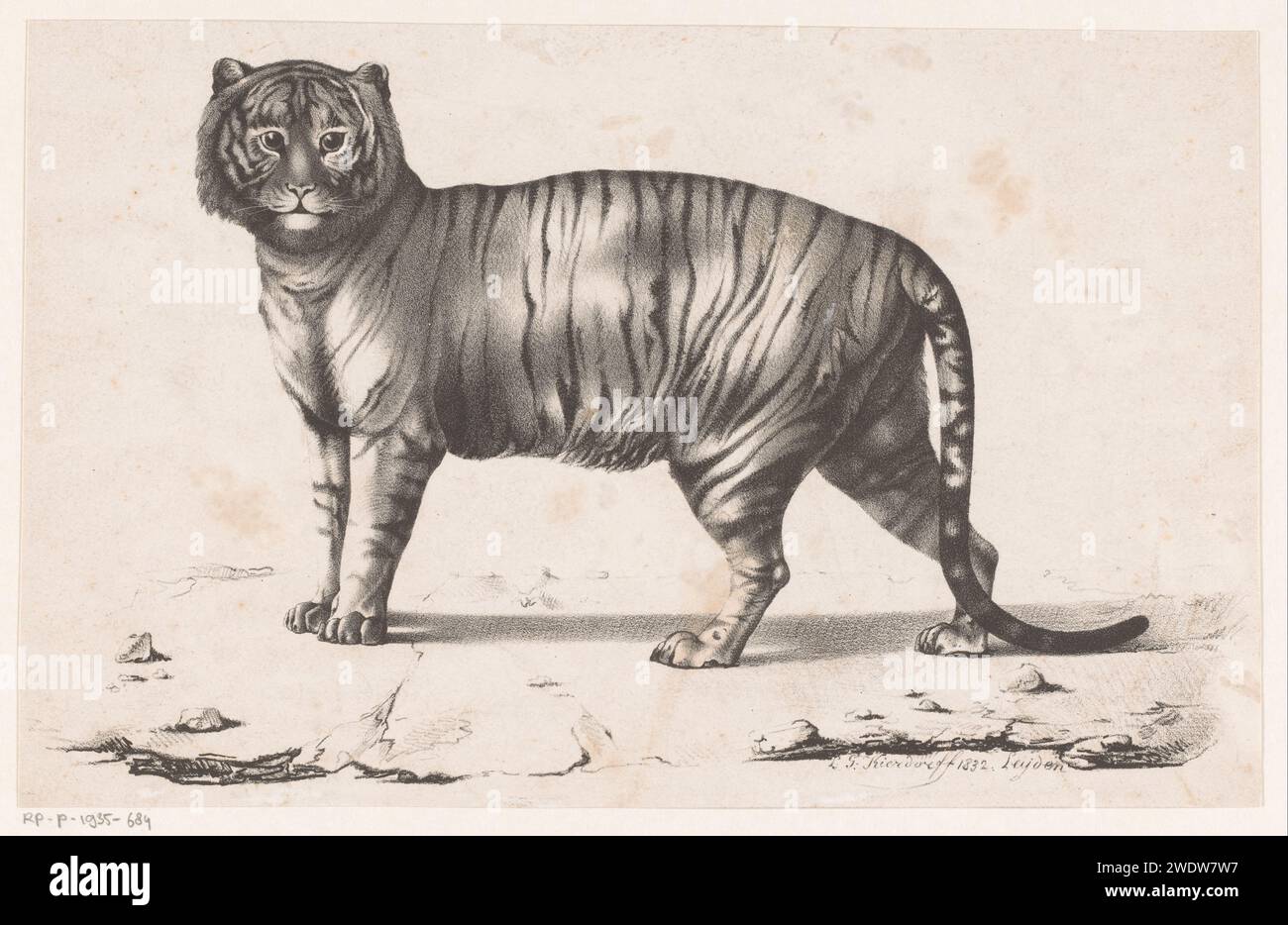 Tiger, Louis Gustave Kierdorff, 1832 print The tiger has been seen from ...