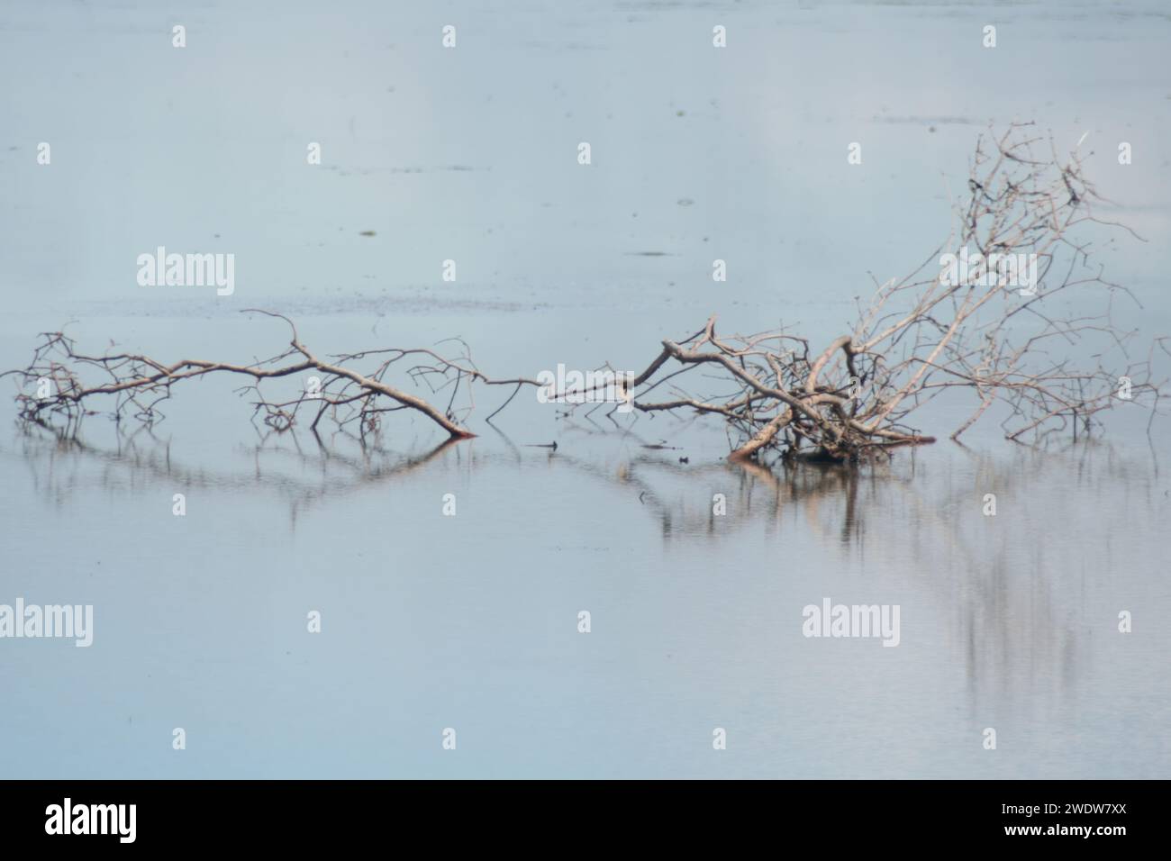 Wood in the Water Stock Photo - Alamy