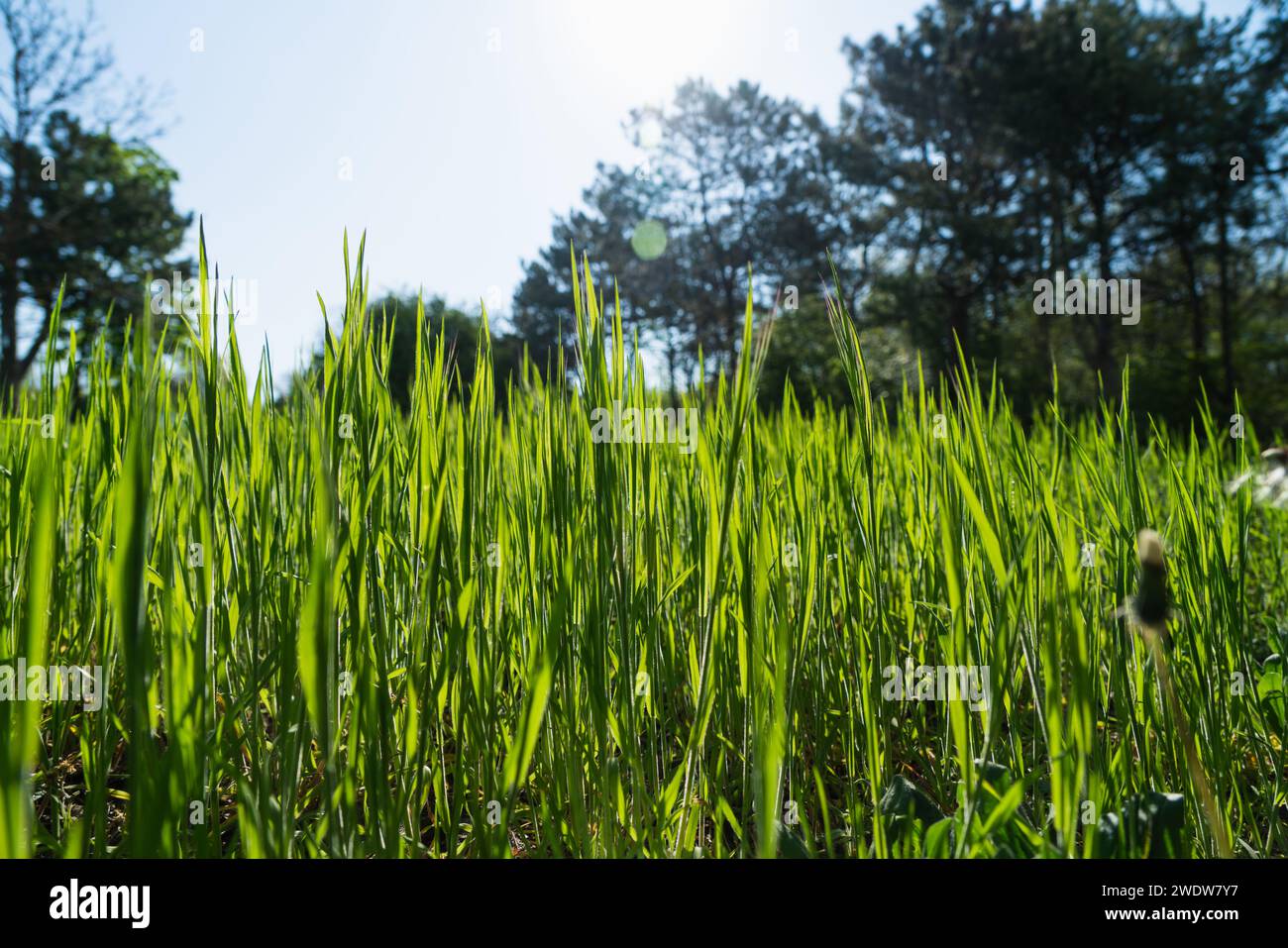 Background meadow grass close up hi-res stock photography and images ...