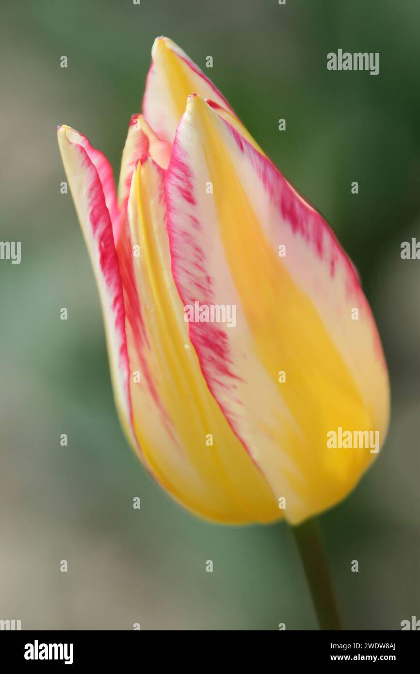 Blume tulpe liliaceae hi-res stock photography and images - Alamy