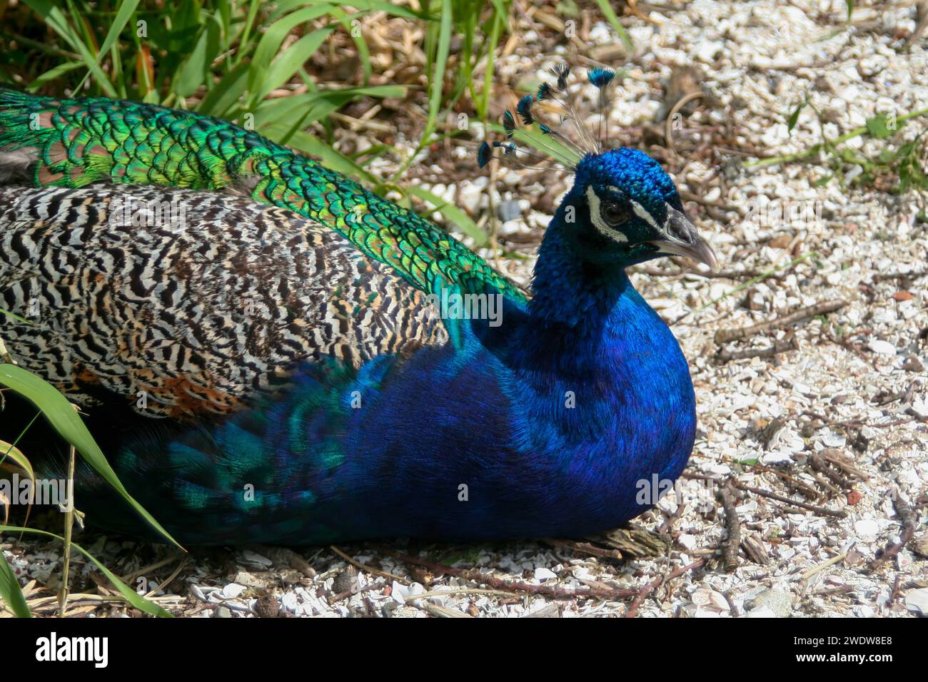 Peafowl in park hi-res stock photography and images - Alamy