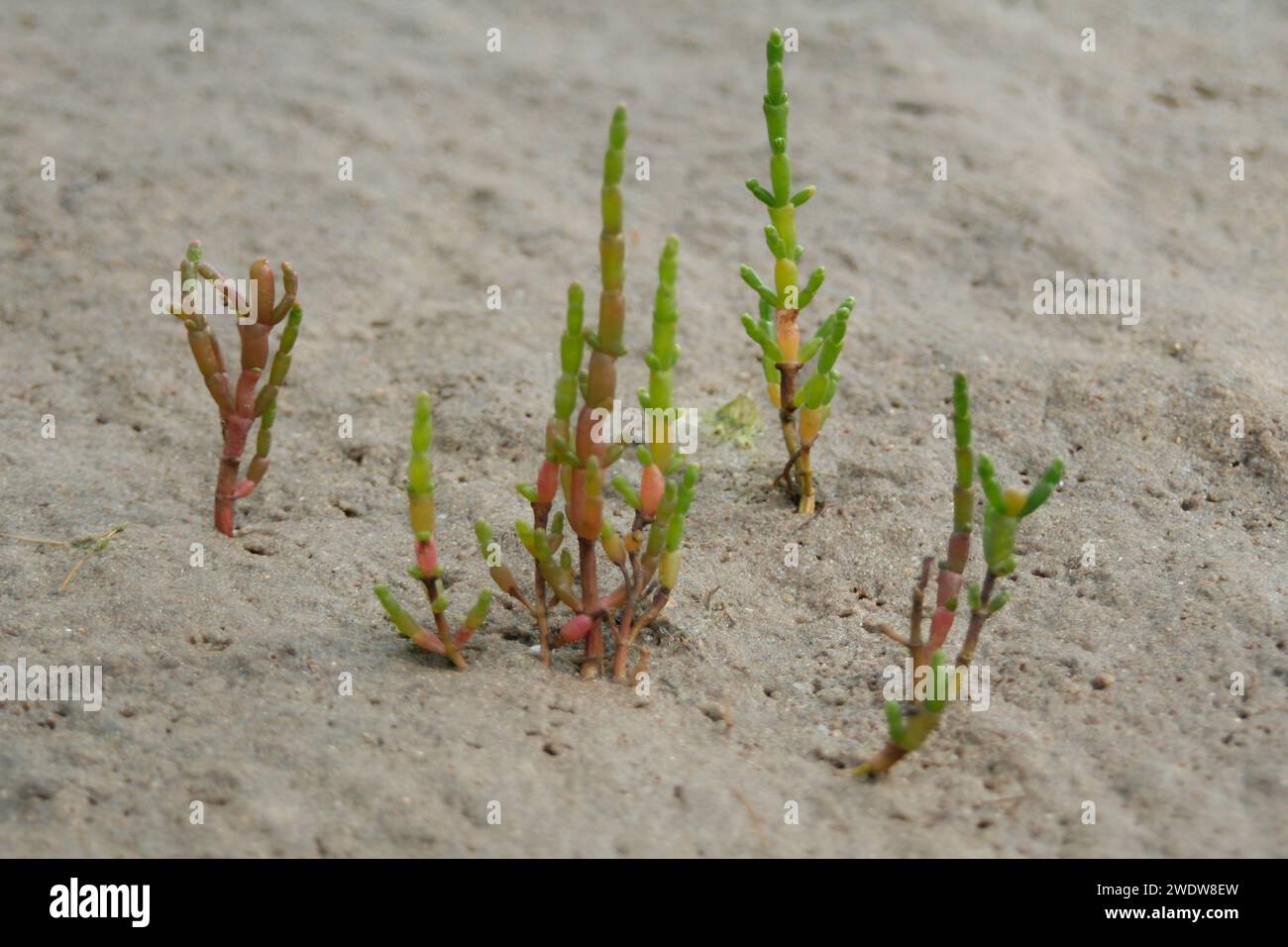 Common glasswort salicornia europaea agg hi-res stock photography and ...