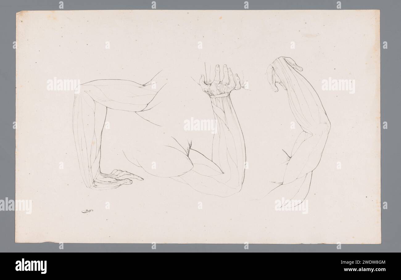 Three anatomies hi-res stock photography and images - Alamy