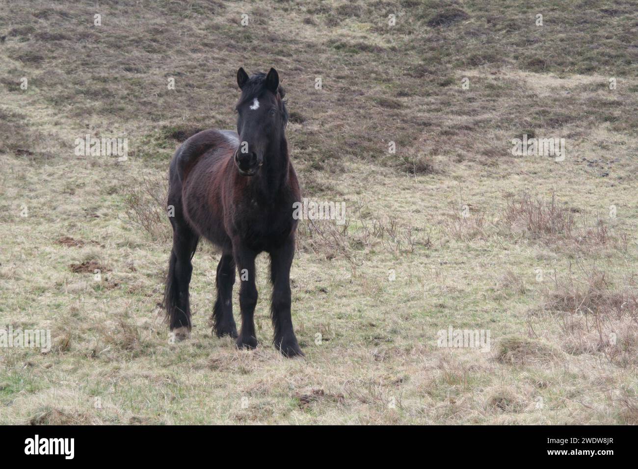 Horse tinker irish cob hi-res stock photography and images - Alamy