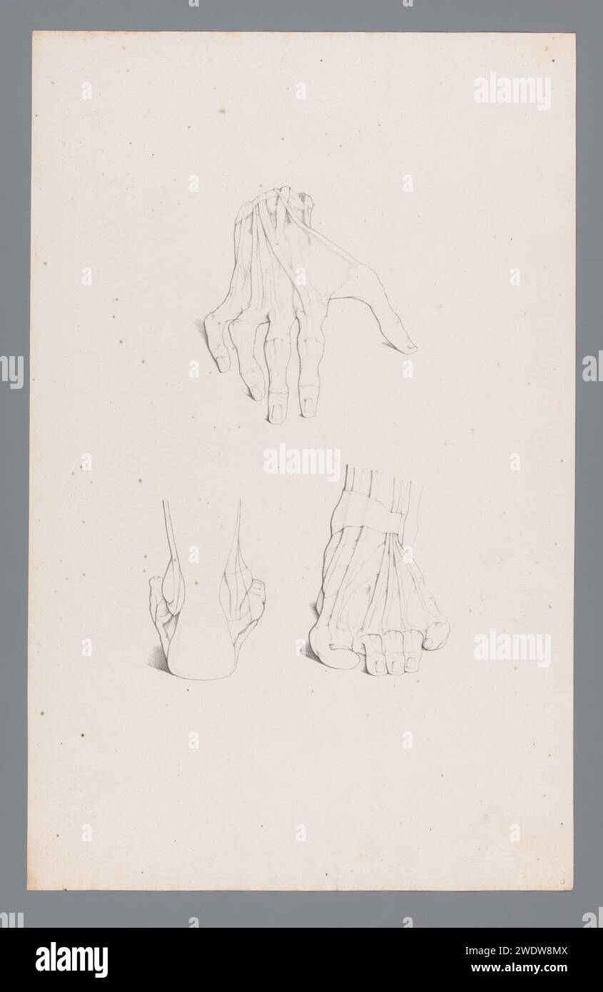 Three anatomies hi-res stock photography and images - Alamy