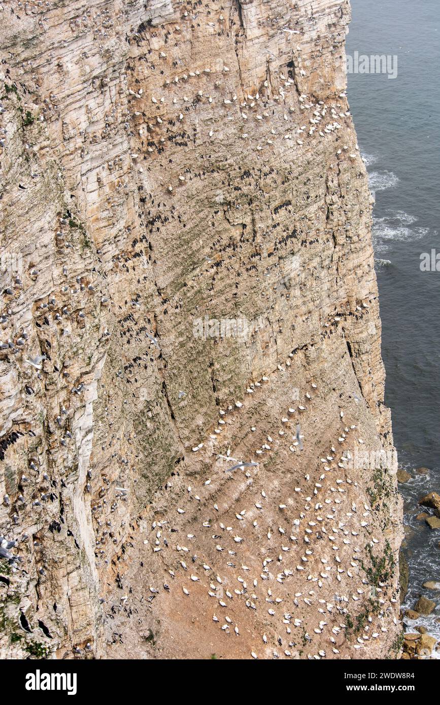Thousands of seabirds nesting on the chalk cliffs of Bempton, East ...
