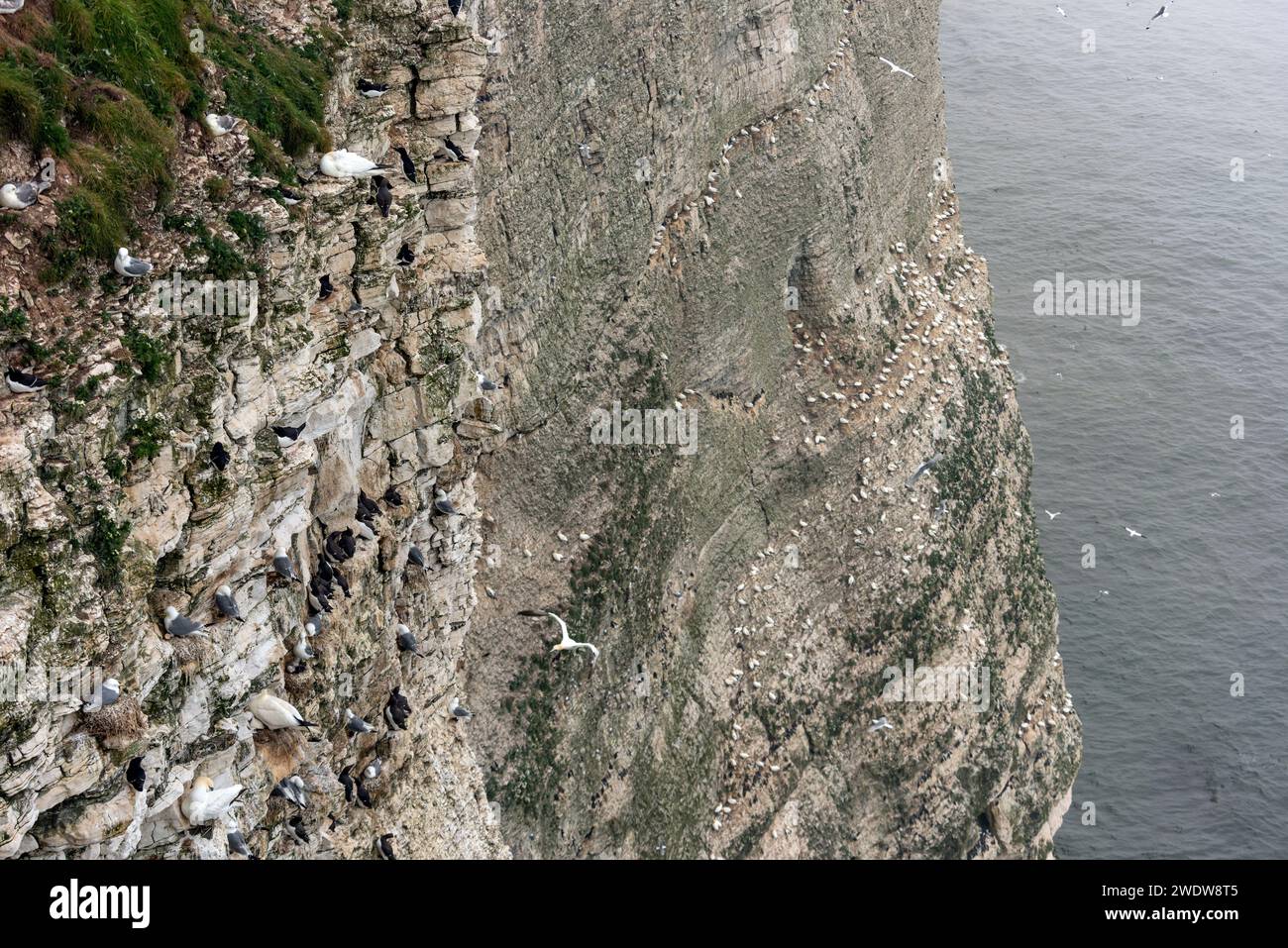 Thousands of seabirds nesting on the chalk cliffs of Bempton, East ...