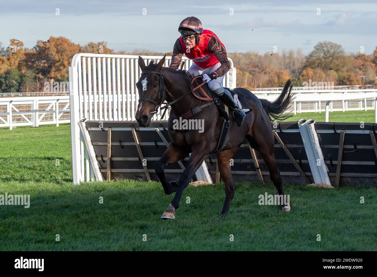 Ascot, UK. 24th November, 2023. Horse Batallion ridden by jockey David ...