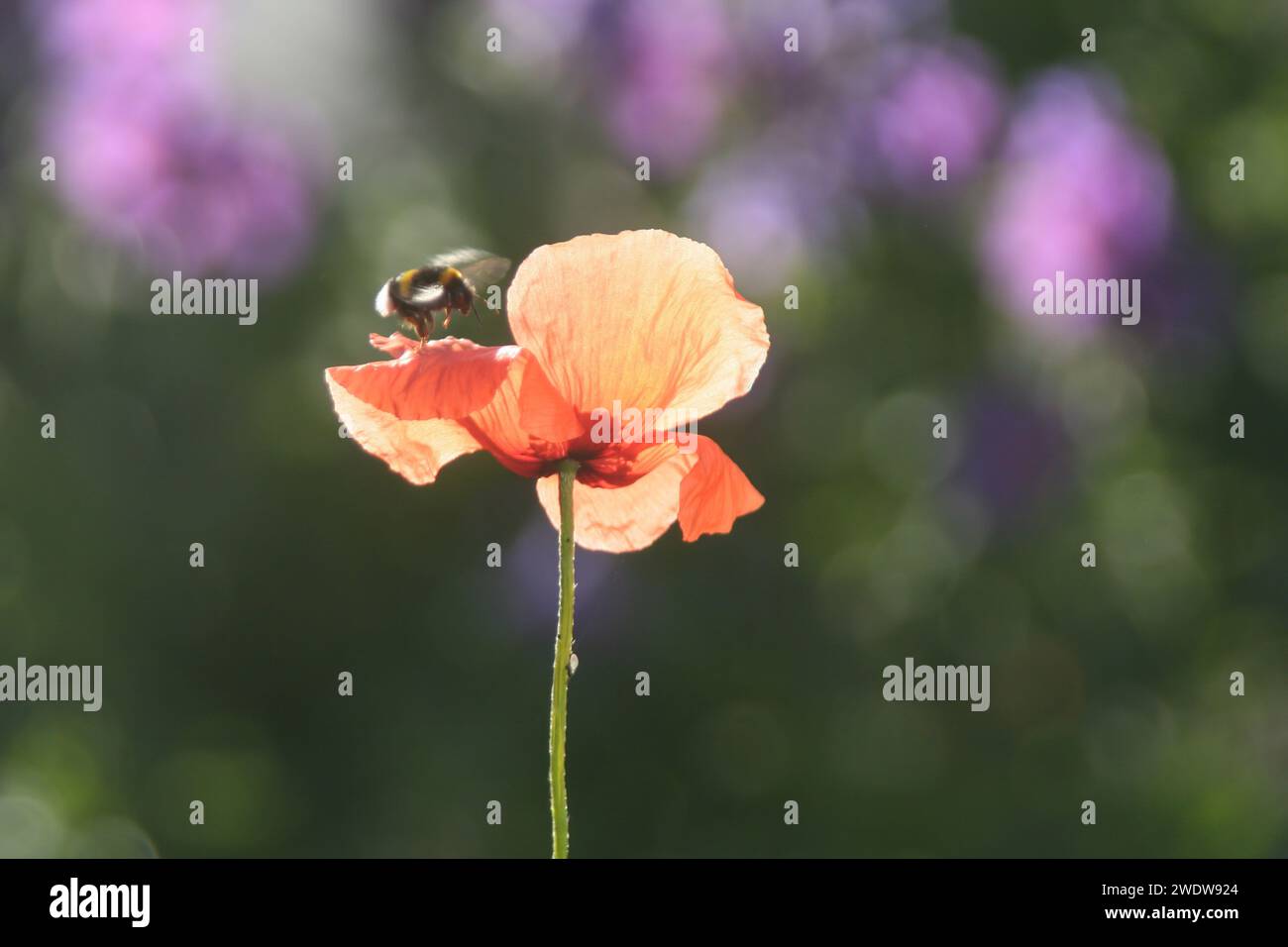 Field poppy corn hi-res stock photography and images - Alamy