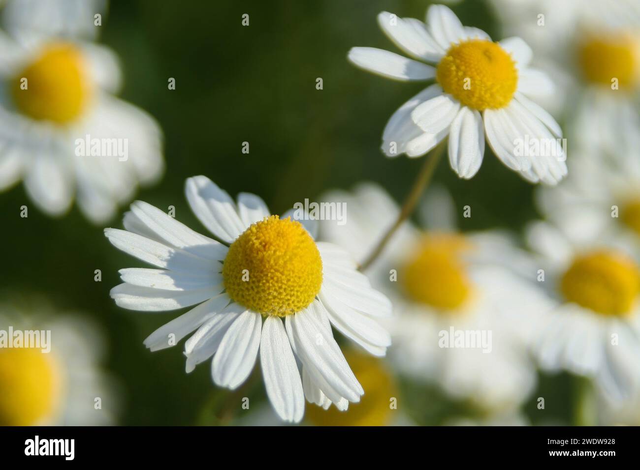 Blue chamomile hi-res stock photography and images - Alamy