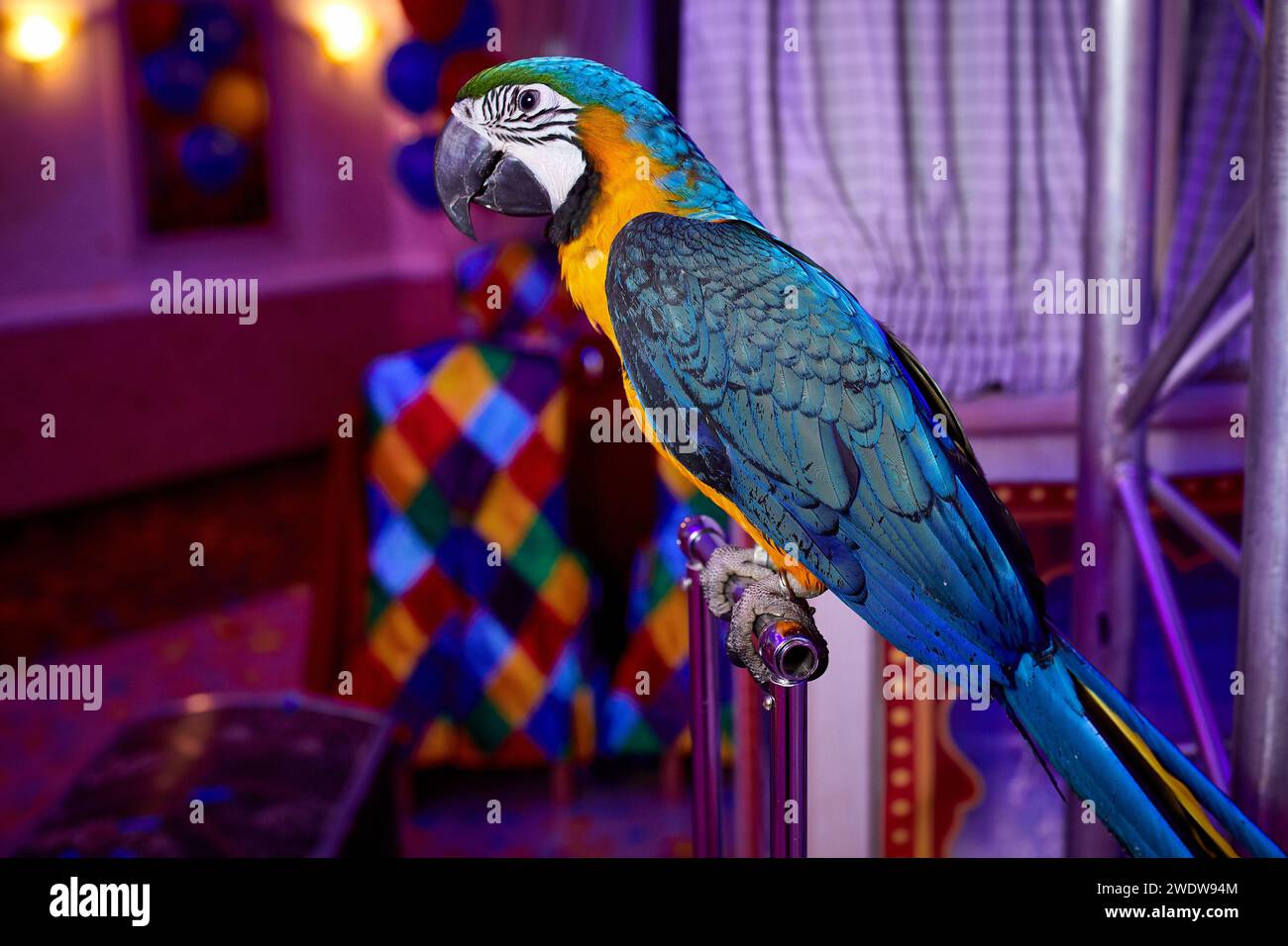 Parrot isolated side view hi-res stock photography and images - Alamy