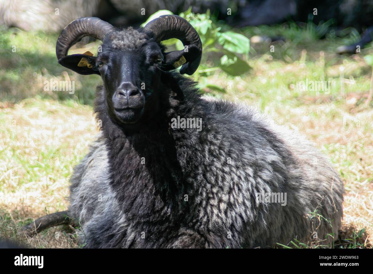 German Moorland Sheep Stock Photo - Alamy