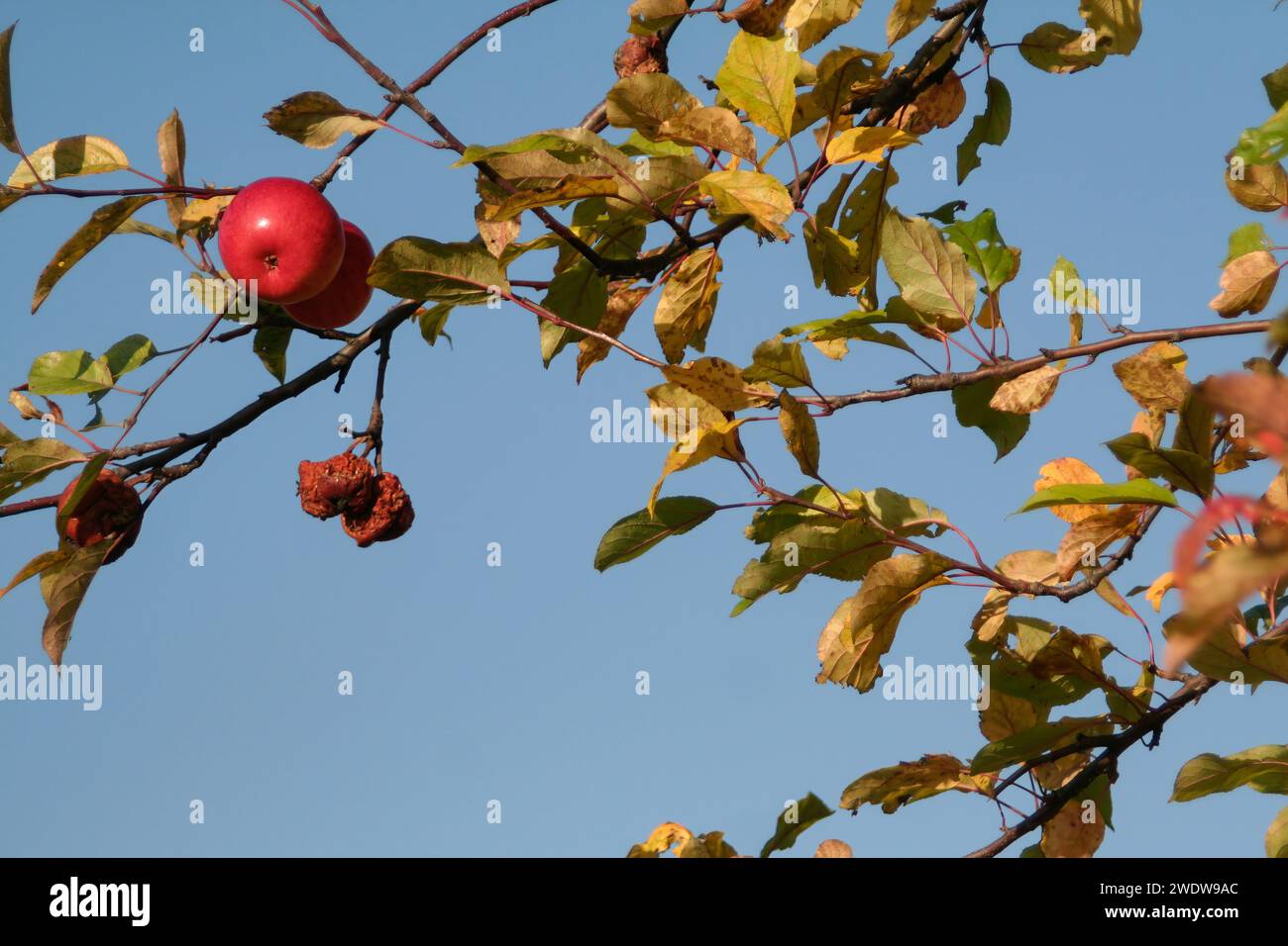 Rot apple tree hi-res stock photography and images - Alamy