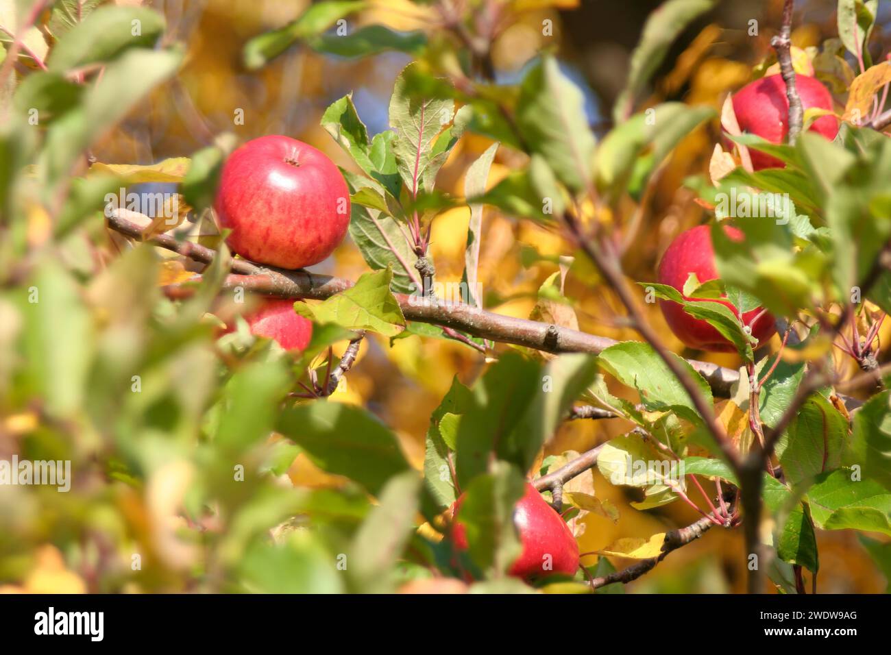 Apfel tree hi-res stock photography and images - Alamy