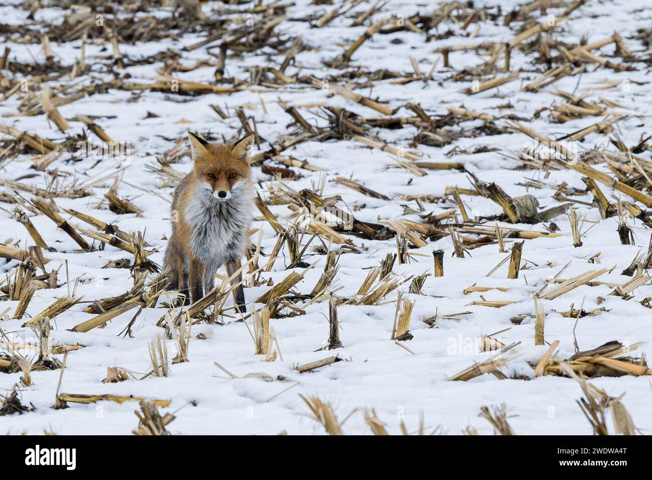 Red fox in a field hi-res stock photography and images - Alamy