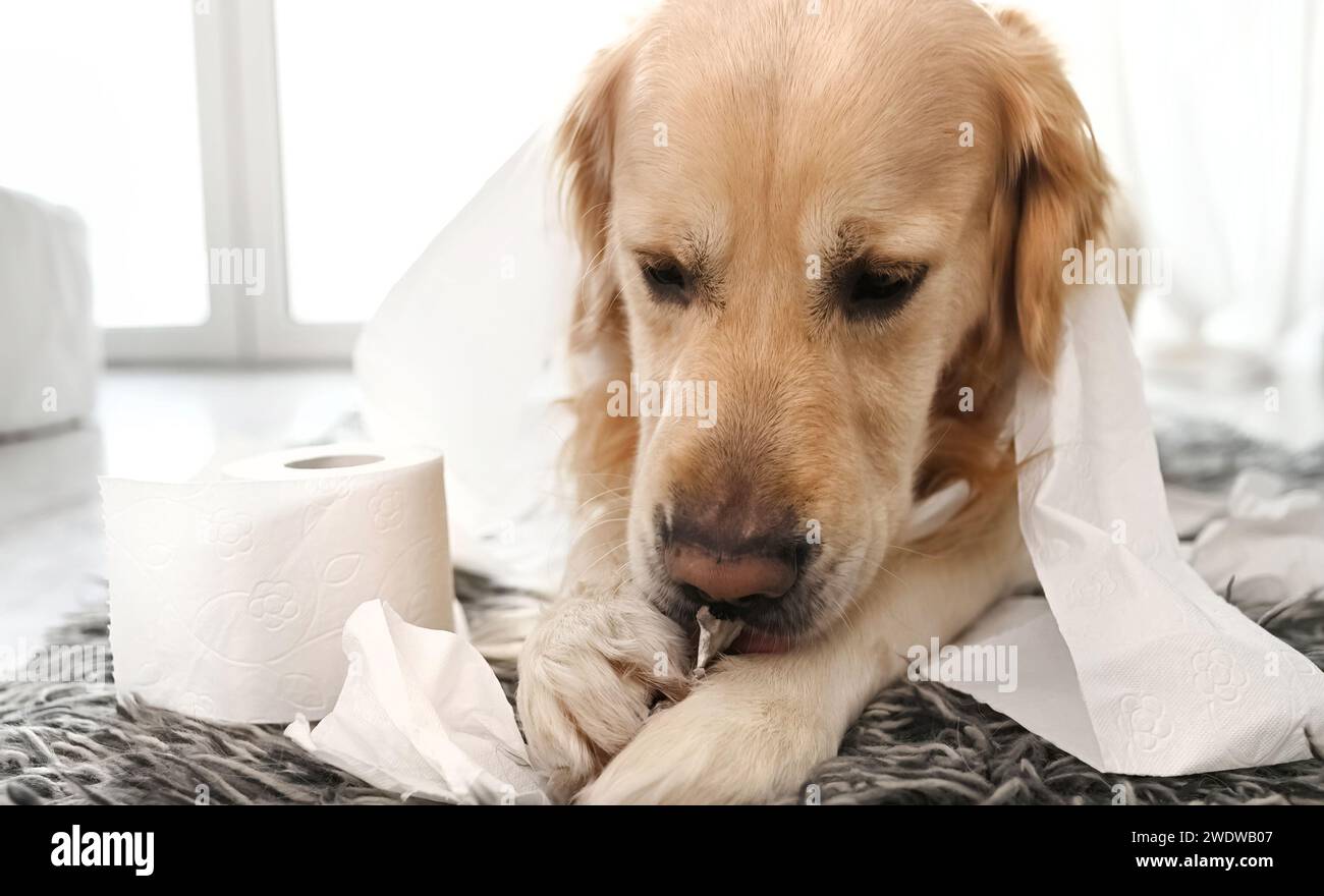 Golden retriever dog playing with toilet paper in bathroom lying on ...