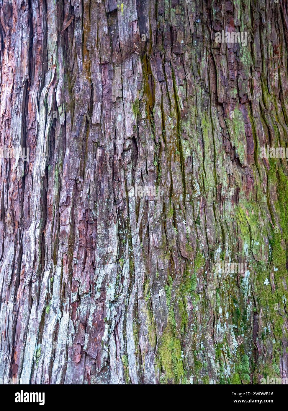 Old Tree in Nara, Japan Stock Photo - Alamy