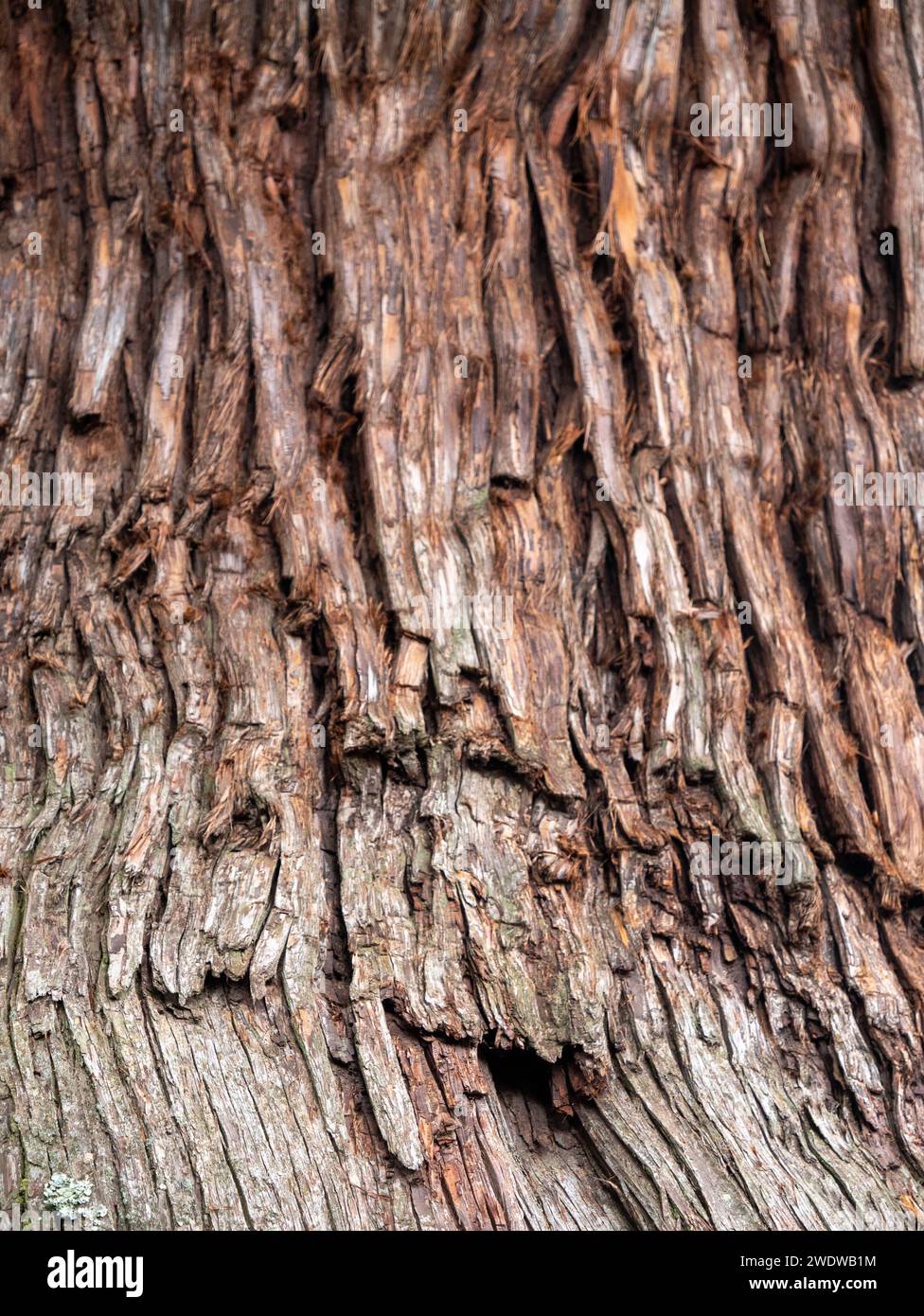 Old Tree in Nara, Japan Stock Photo - Alamy