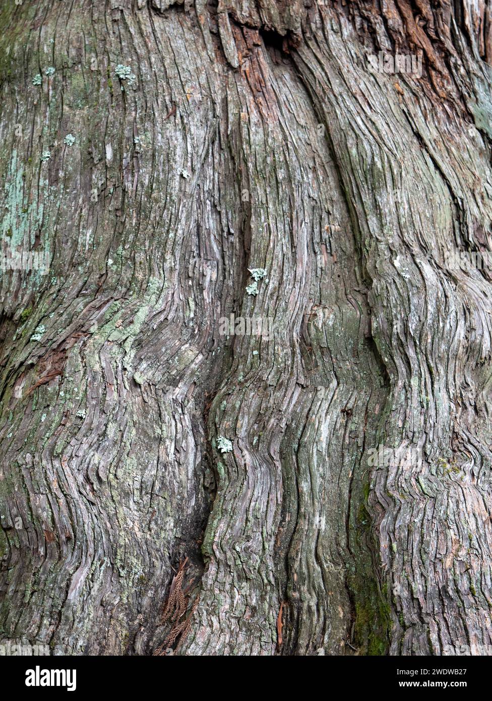Old Tree in Nara, Japan Stock Photo - Alamy