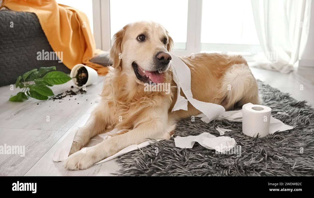 Golden retriever dog playing with toilet paper in living room and broke ...