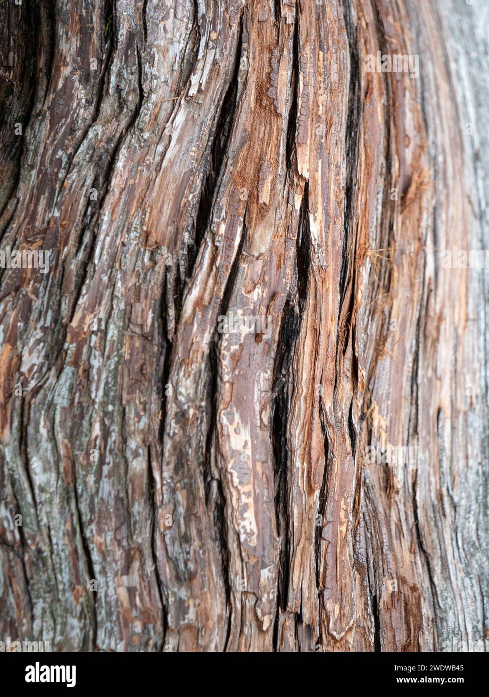 Old Tree in Nara, Japan Stock Photo - Alamy