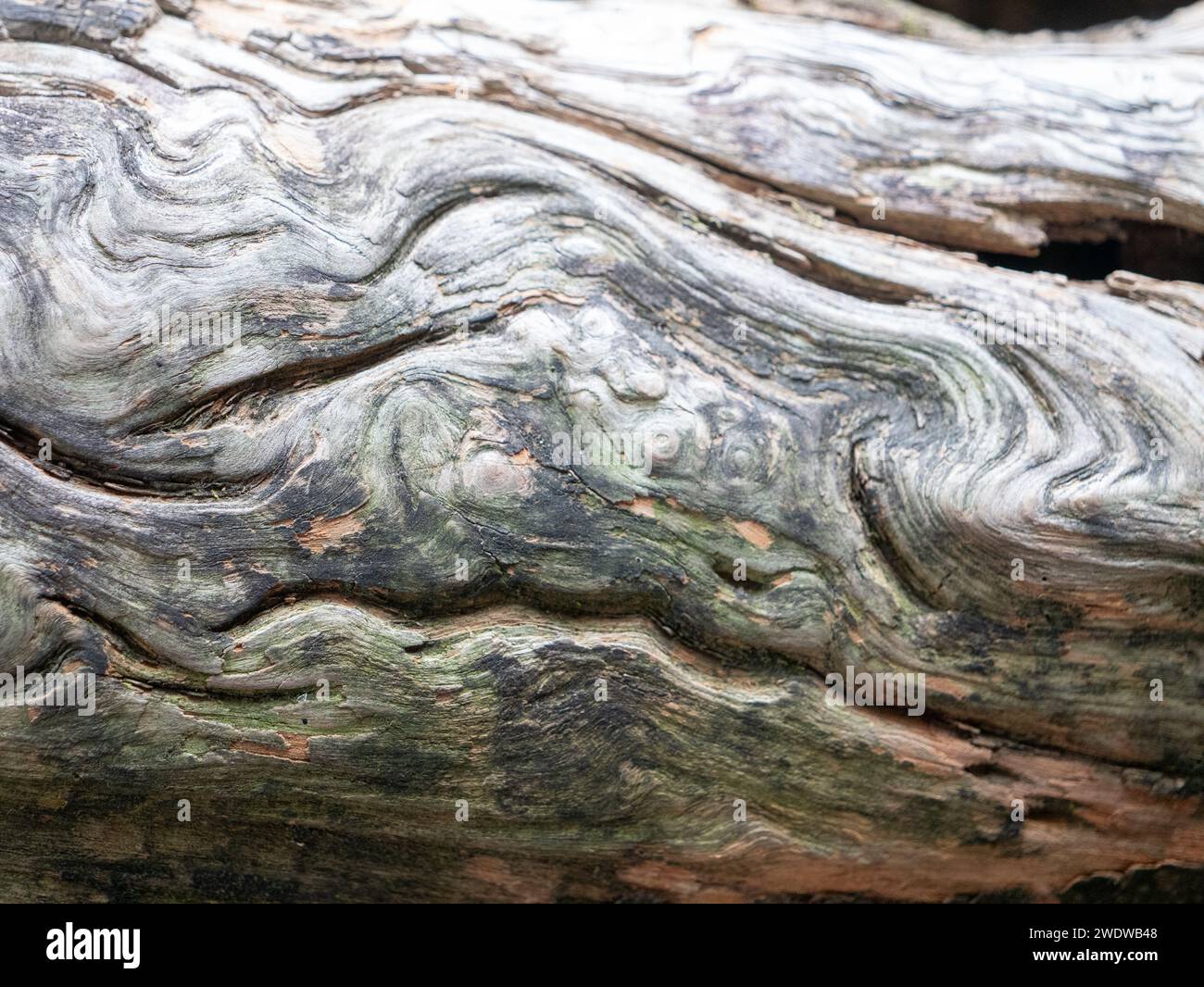 Old Tree in Nara, Japan Stock Photo - Alamy