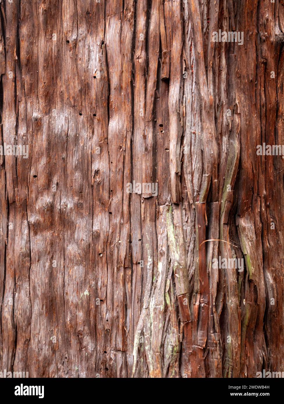 Nara plant hi-res stock photography and images - Alamy