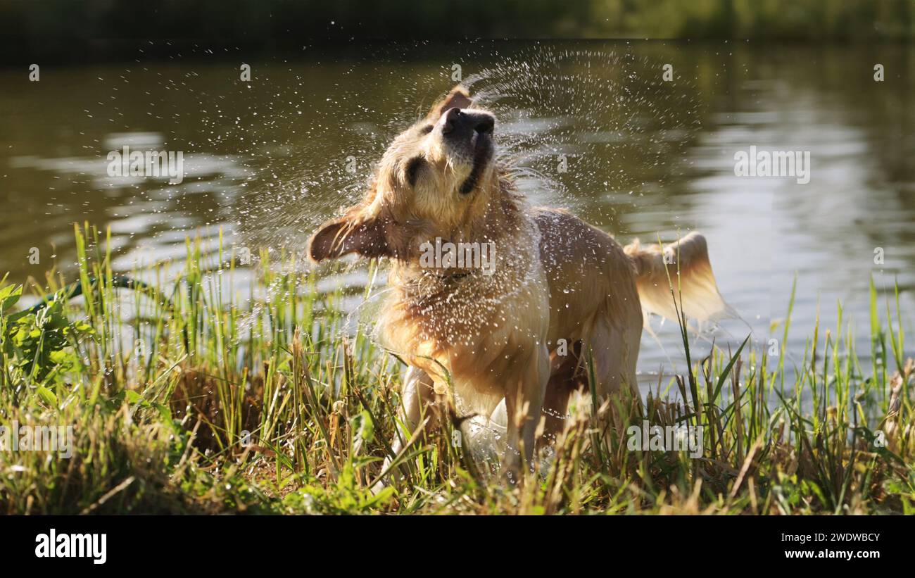 Golden retriever dog shaking off water after swimming in river. Wet ...