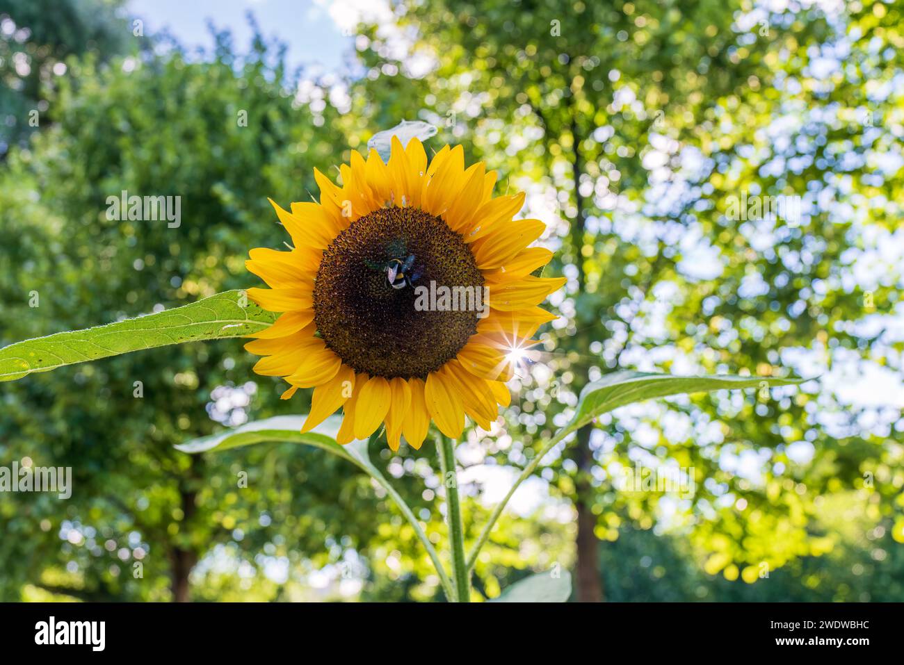 Setting sun over field of blooming sunflowers. Bright photo of ...