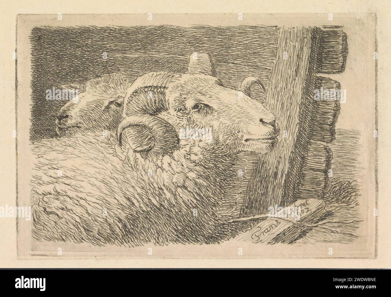 Ram and Schaap, Frans Lebret, 1902 print Two heads of a ram and a sheep ...
