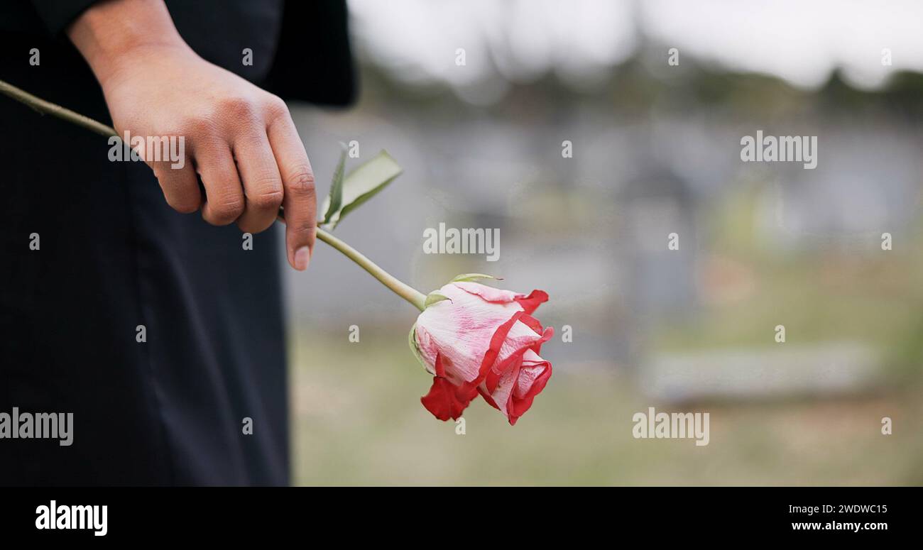 Funeral, cemetery and hands of person with rose for remembrance ...