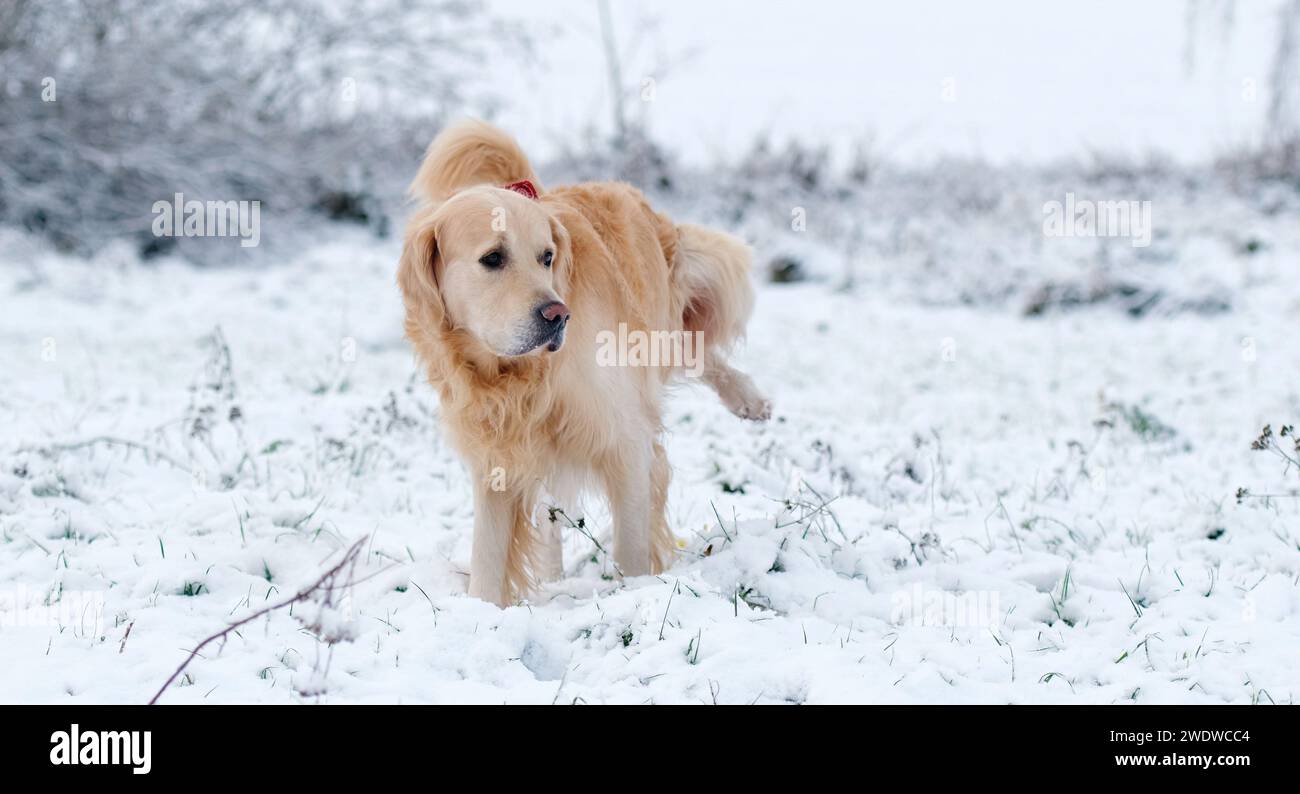 Golden Retriever Dog Peeing In The Snow Stock Photo - Alamy